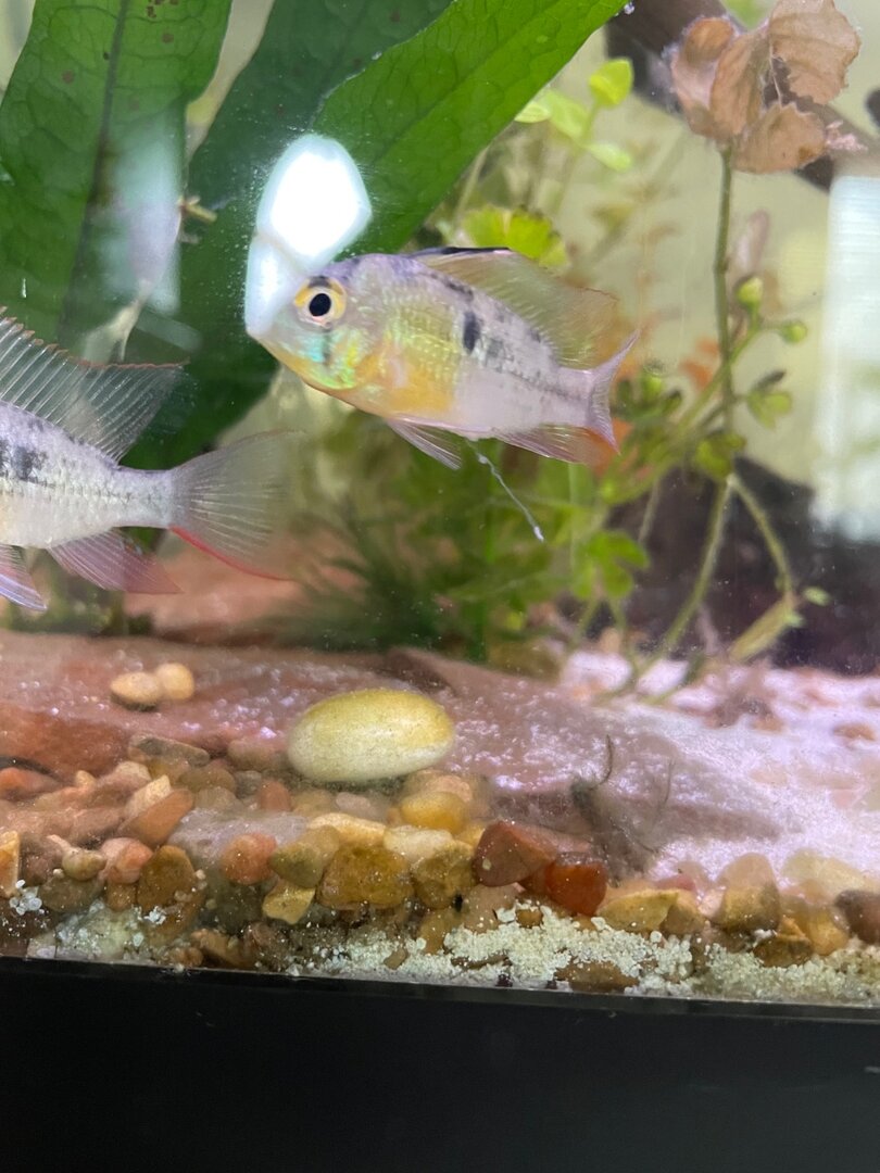 What is this coming out of my Bolivian ram ?help!! - Diseases ...