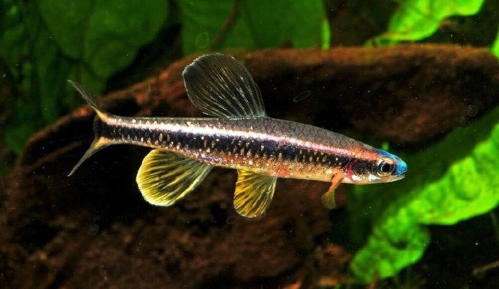 What’s your “Someday!” Fish? - Photos, Videos & Journals - Aquarium Co ...