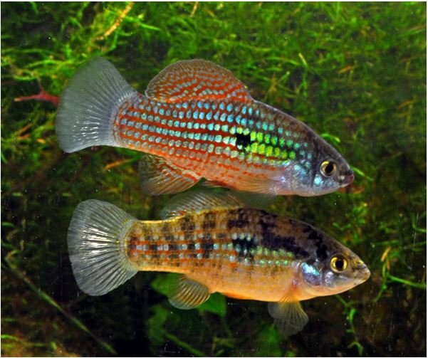 What’s your “Someday!” Fish? - Photos, Videos & Journals - Aquarium Co ...