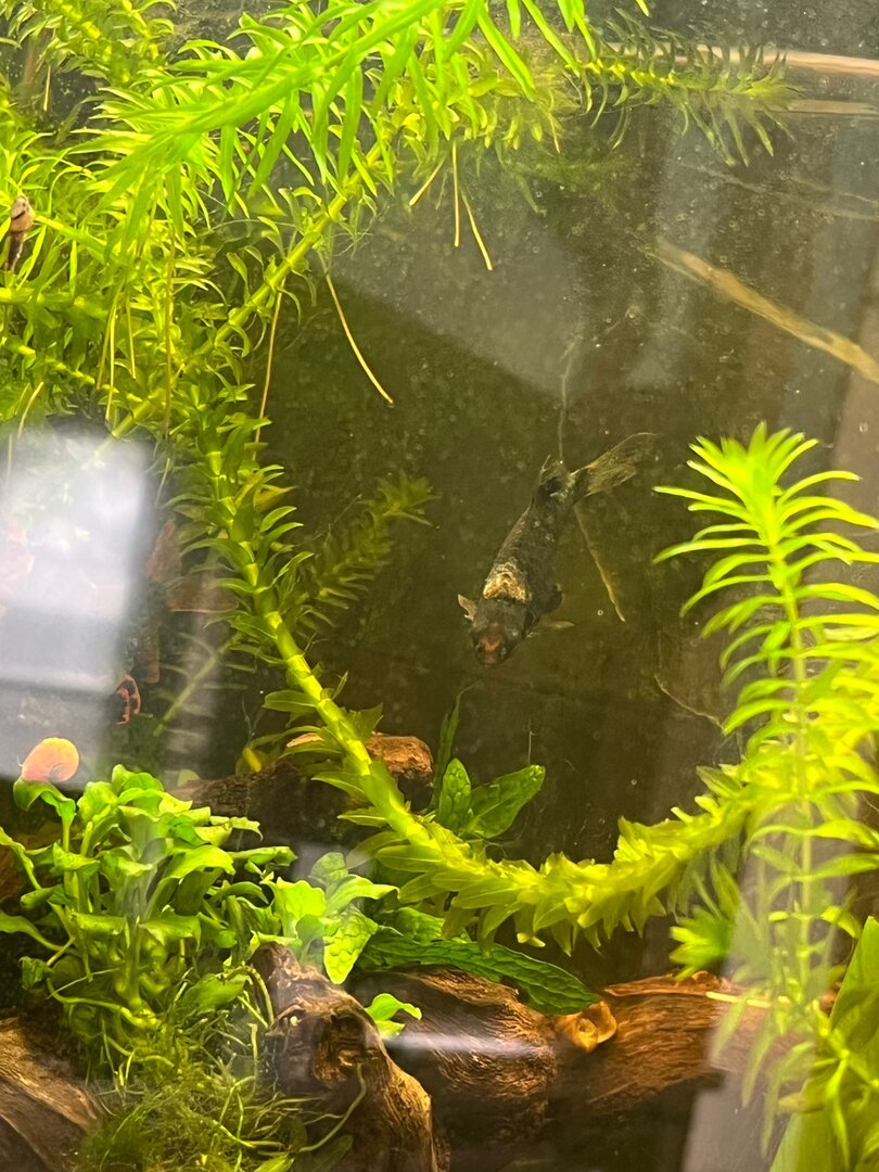 Tiger Barb Head Lesions Identification - Help needed - Diseases ...