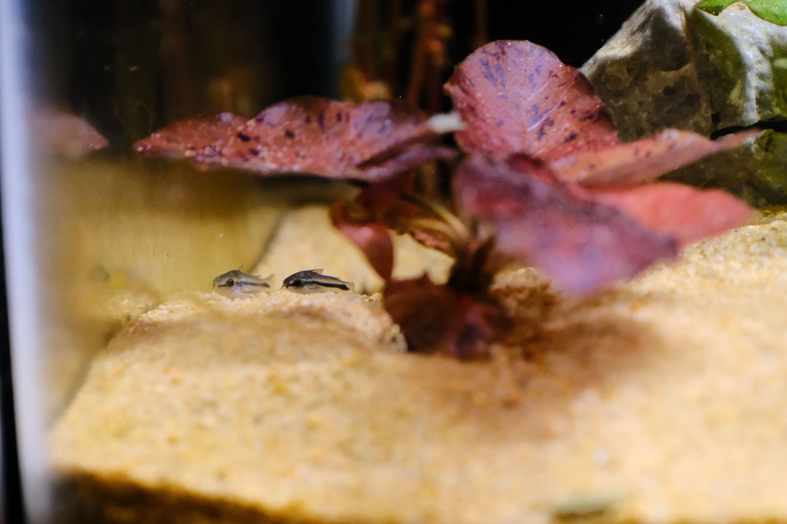 A Pygmy Party! My 10 Gallon Office Tank Journal - Photos, Videos ...
