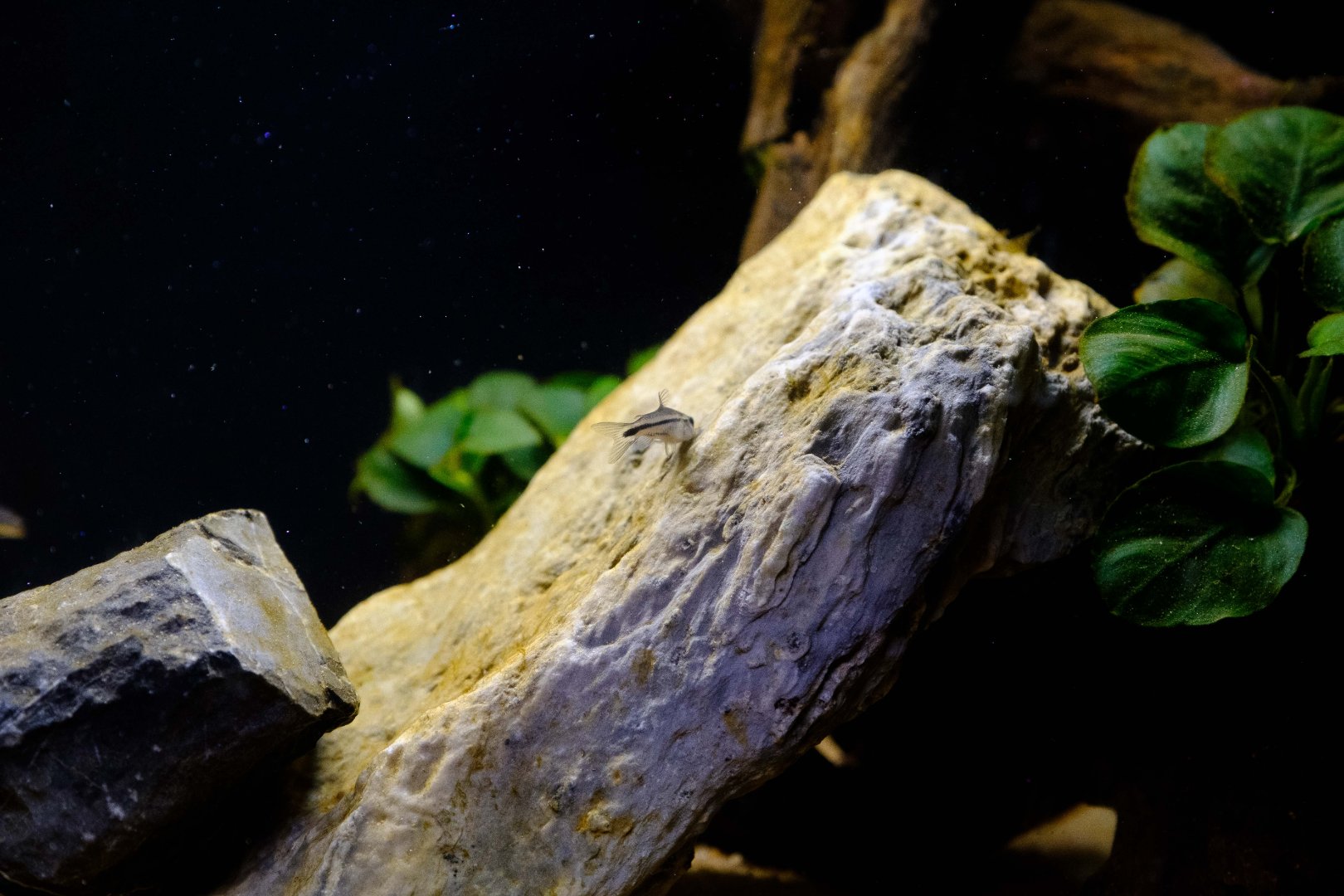 A Pygmy Party! My 10 Gallon Office Tank Journal - Photos, Videos ...
