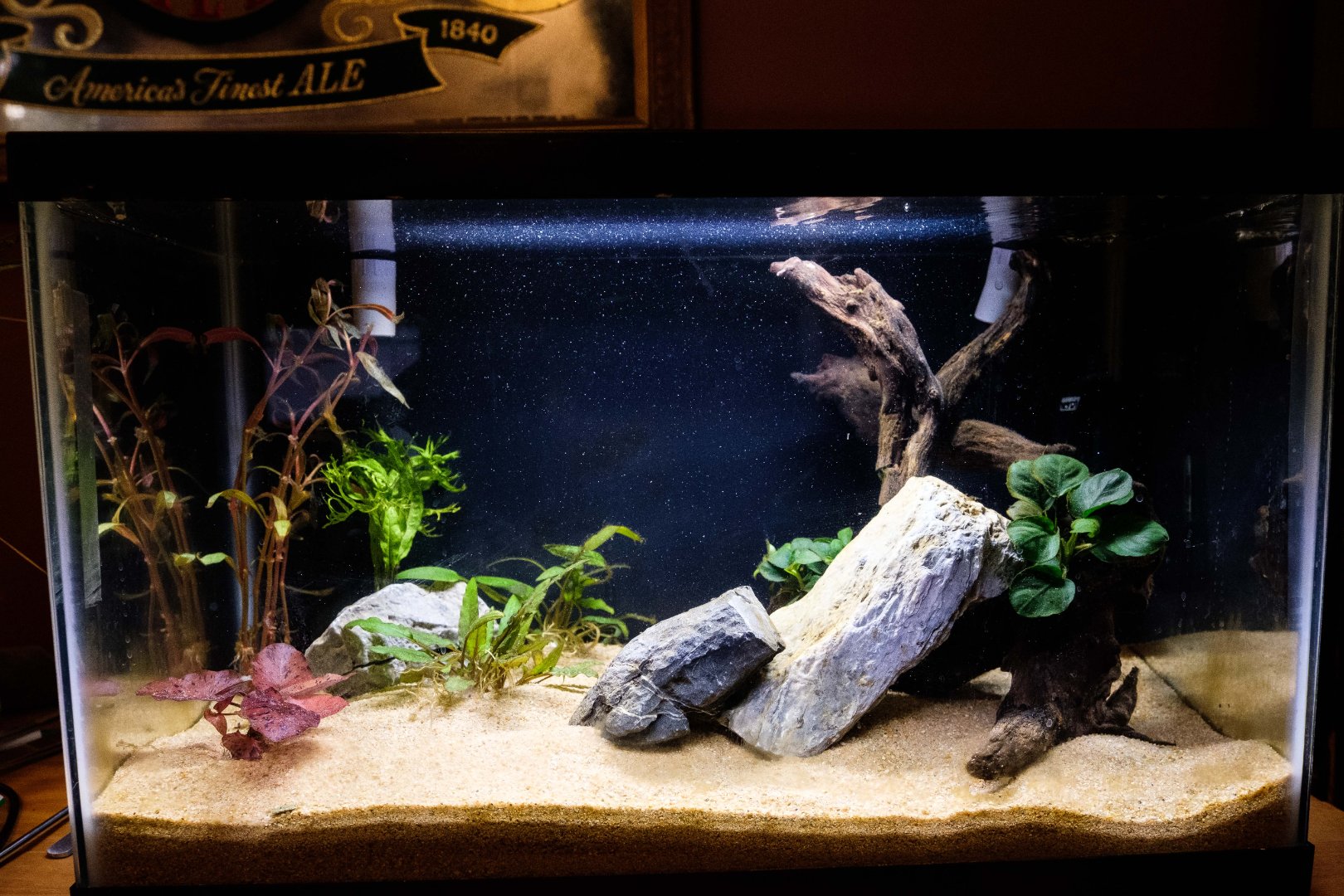 A Pygmy Party! My 10 Gallon Office Tank Journal - Photos, Videos ...
