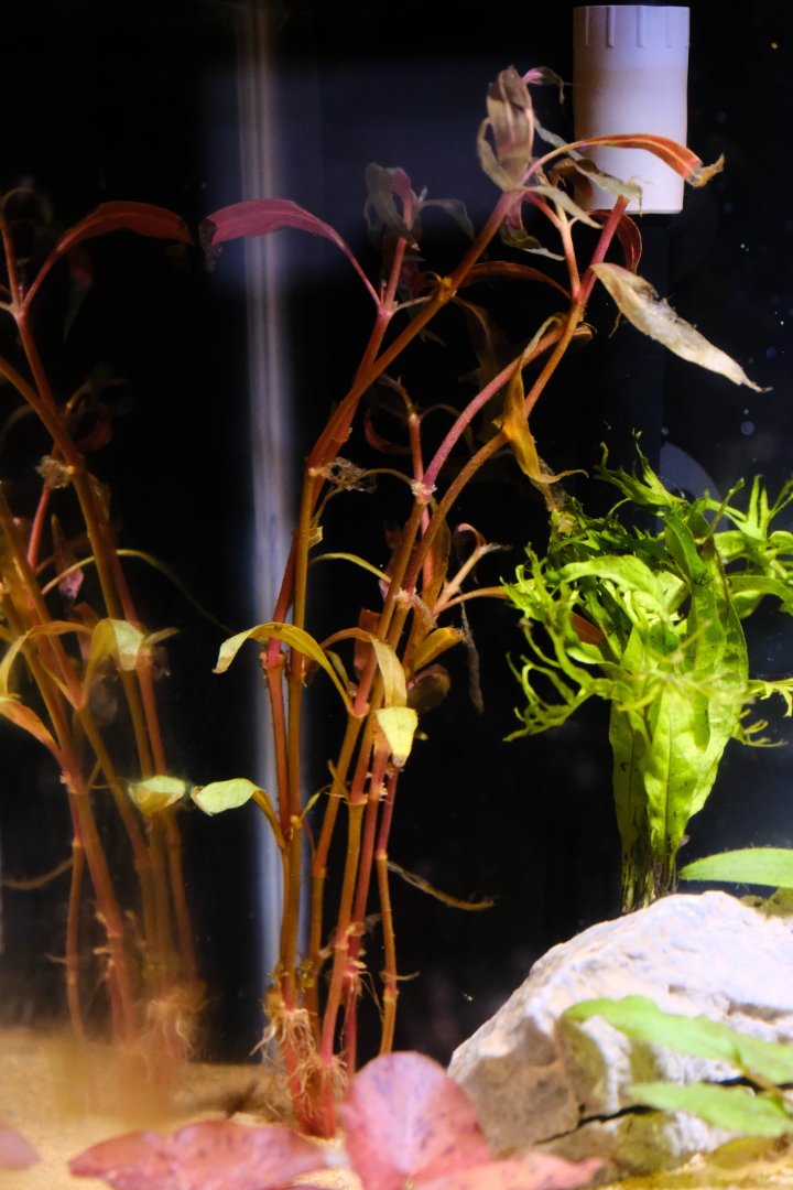 A Pygmy Party! My 10 Gallon Office Tank Journal - Photos, Videos ...