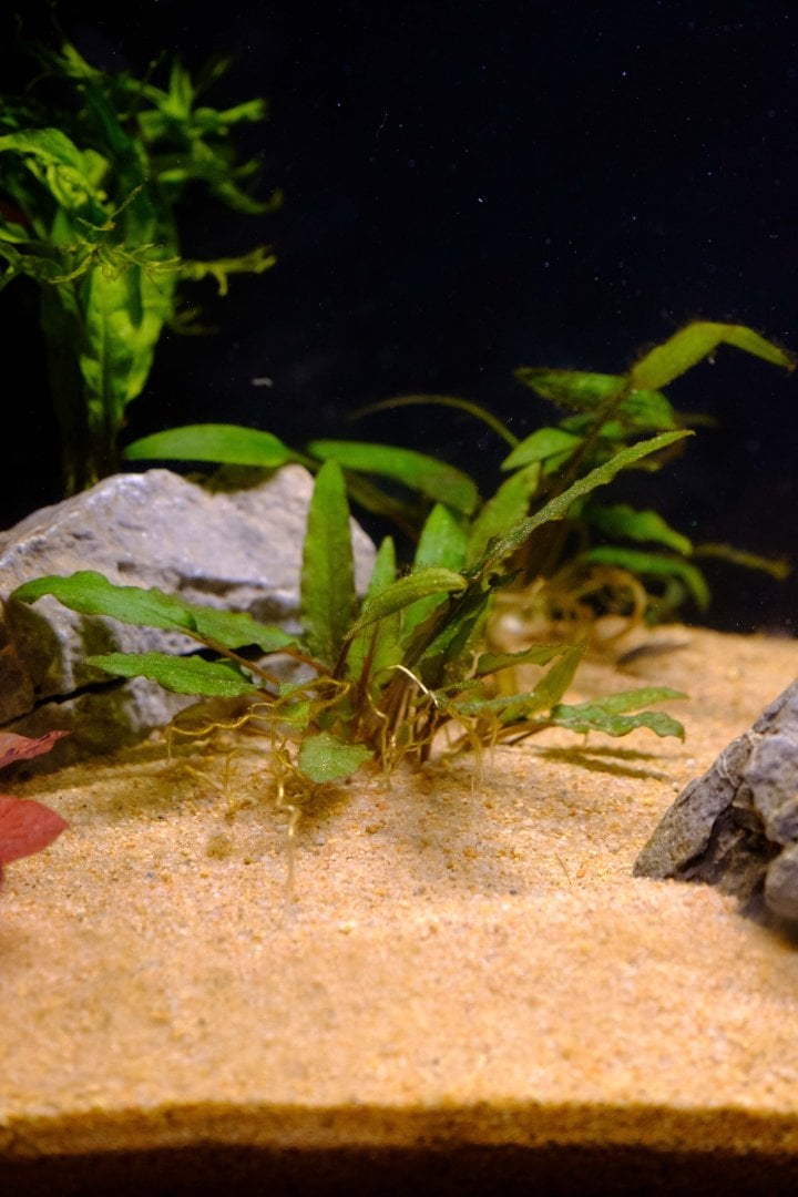 A Pygmy Party! My 10 Gallon Office Tank Journal - Photos, Videos ...