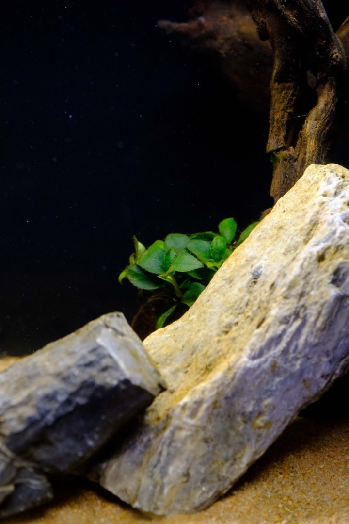 A Pygmy Party! My 10 Gallon Office Tank Journal - Photos, Videos ...