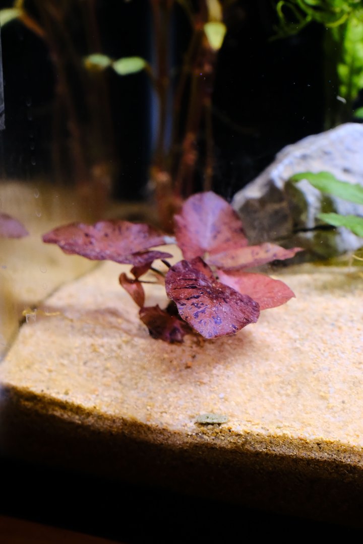 A Pygmy Party! My 10 Gallon Office Tank Journal - Photos, Videos ...