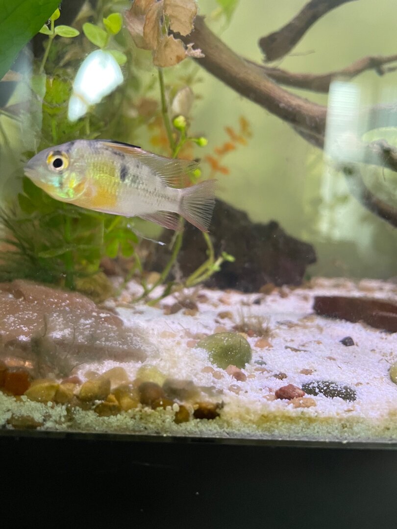 What is this coming out of my Bolivian ram ?help!! - Diseases ...