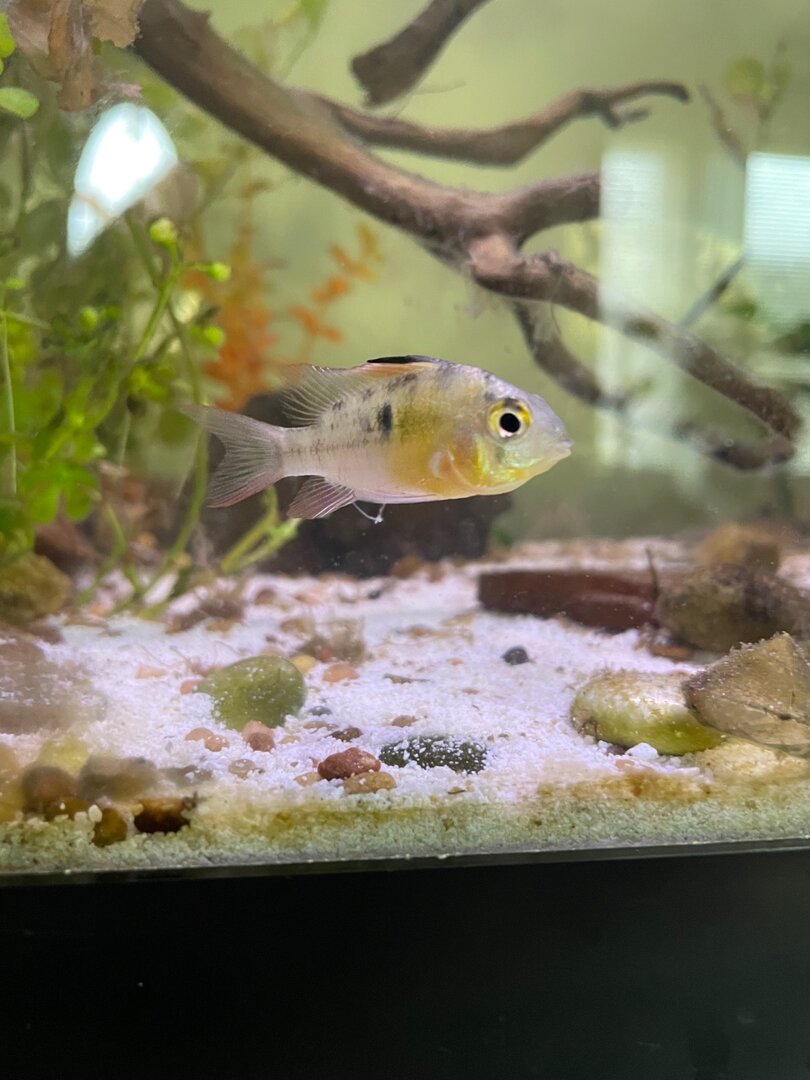 What is this coming out of my Bolivian ram ?help!! - Diseases ...