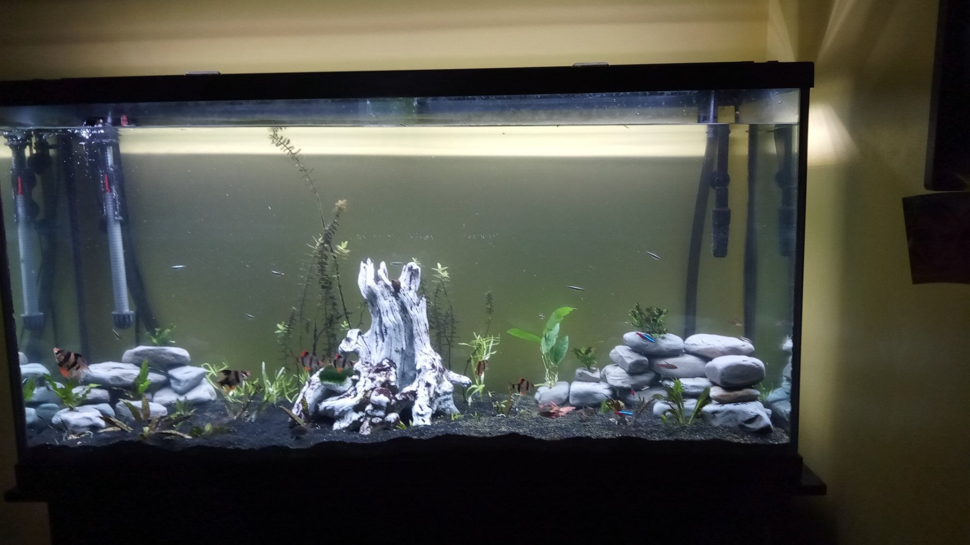 Moving a tank - General Chat - Aquarium Co-Op Forum