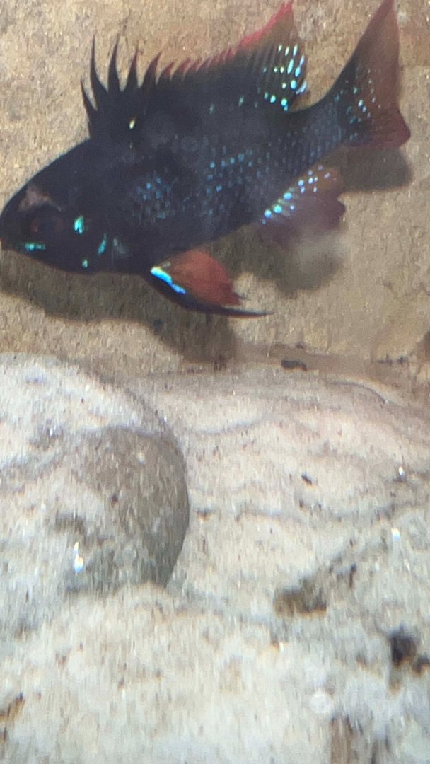 Rams fin got messed up - Diseases - Aquarium Co-Op Forum