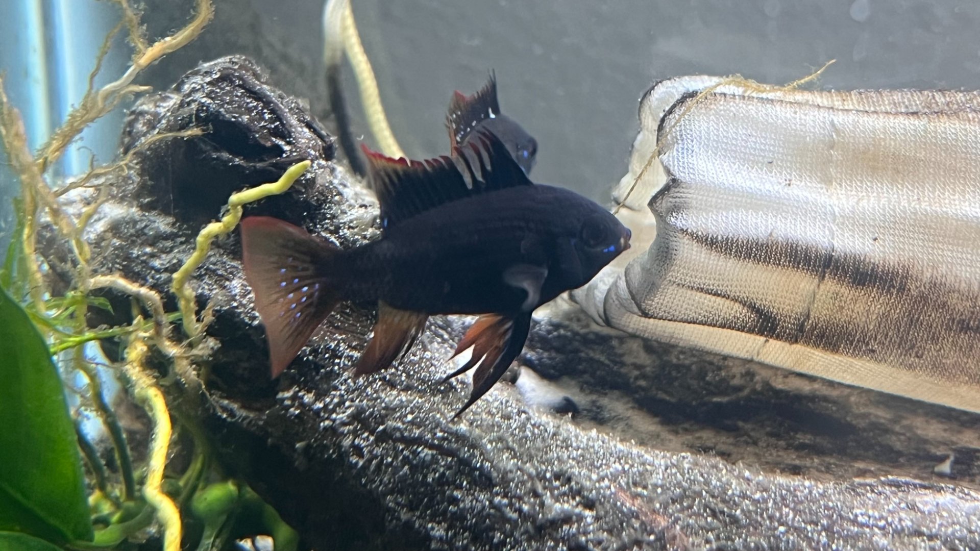 Rams fin got messed up - Diseases - Aquarium Co-Op Forum