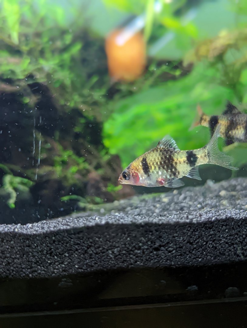 My new black ruby barb has a red sore! - Diseases - Aquarium Co-Op Forum