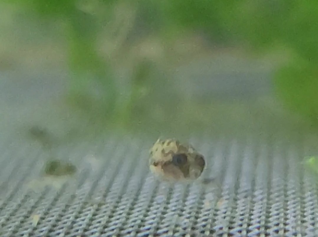 How should I collect egg scatterer puffers - Fish Breeding - Aquarium ...