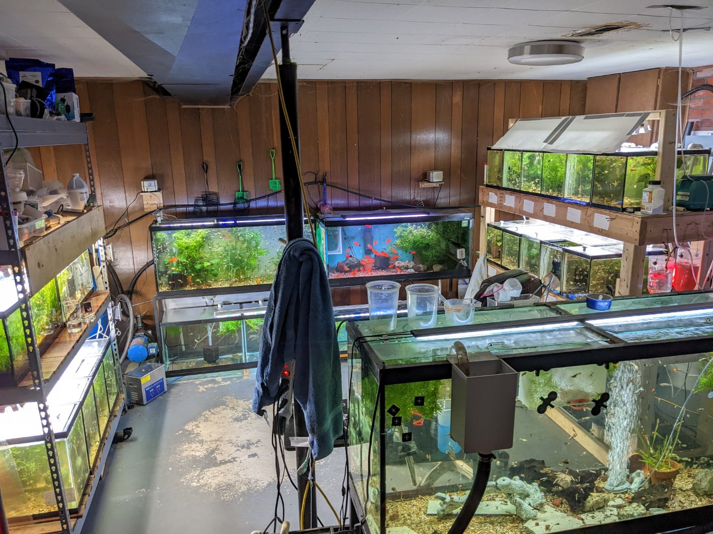Rainy day in fishroom - General Chat - Aquarium Co-Op Forum
