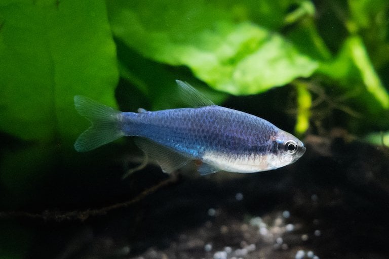 Blue fish for a nano tank? - General Chat - Aquarium Co-Op Forum