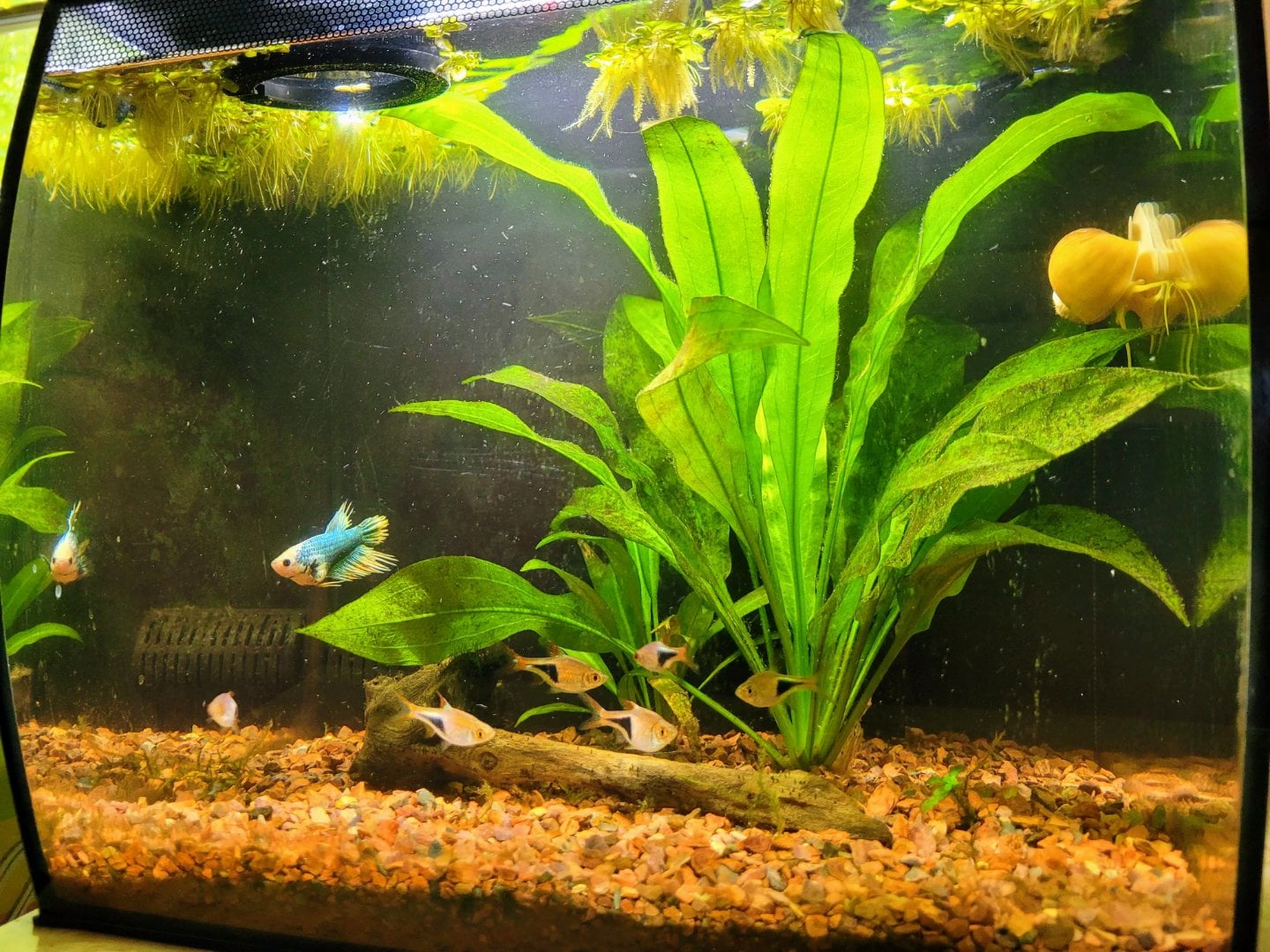 Floating Plants For Aquarium Amazon Frogbit/dwarf Water Lettuce ...