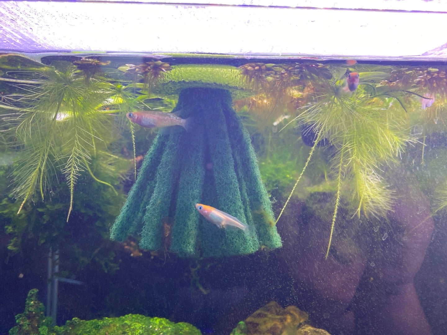 Any success stories with the scratch pad spawning mop? - Fish Breeding ...