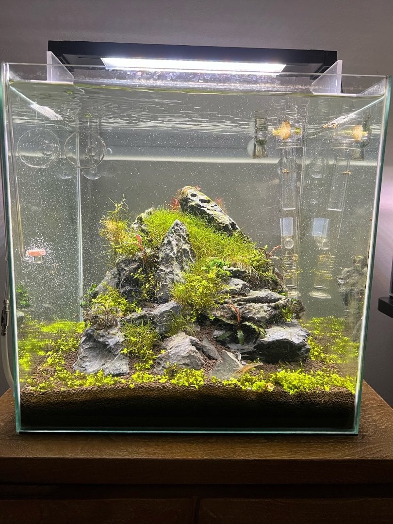 Coaxing out shy fish - General Chat - Aquarium Co-Op Forum