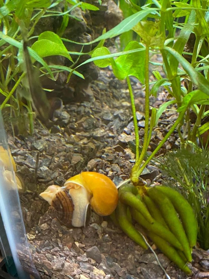 Snail Help! - General Chat - Aquarium Co-Op Forum