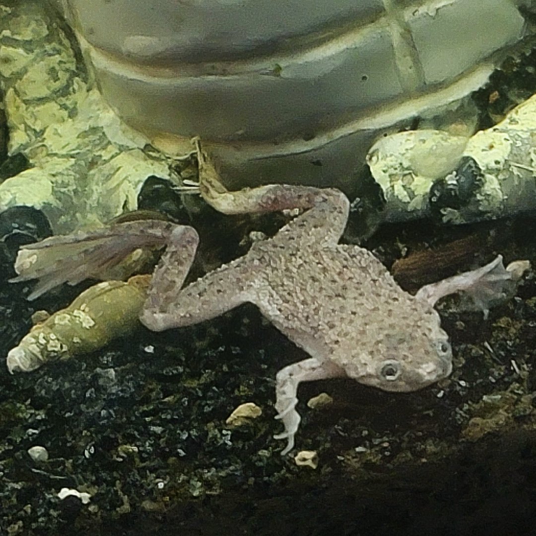 new African dwarf frog missing skin on leg - Diseases - Aquarium Co-Op ...
