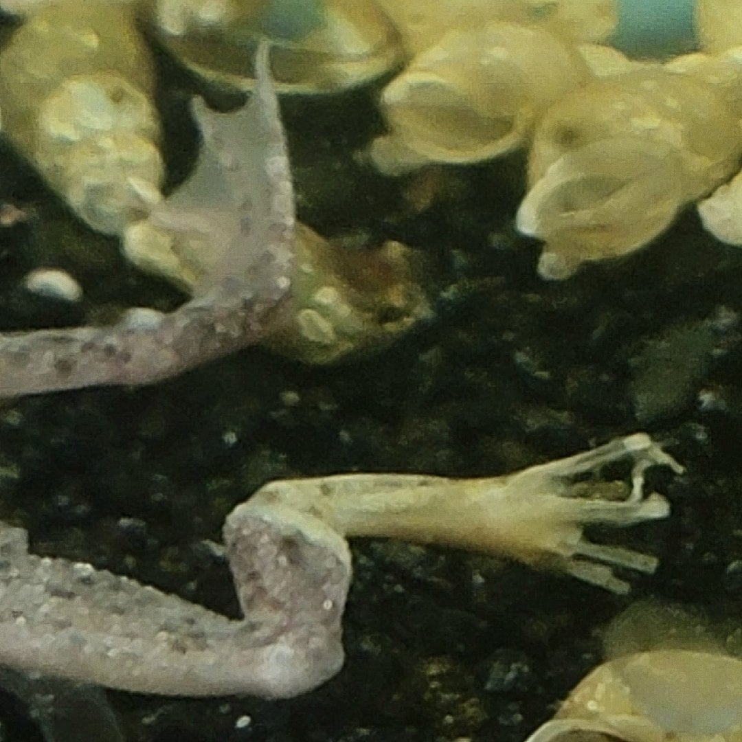 new African dwarf frog missing skin on leg - Diseases - Aquarium Co-Op ...