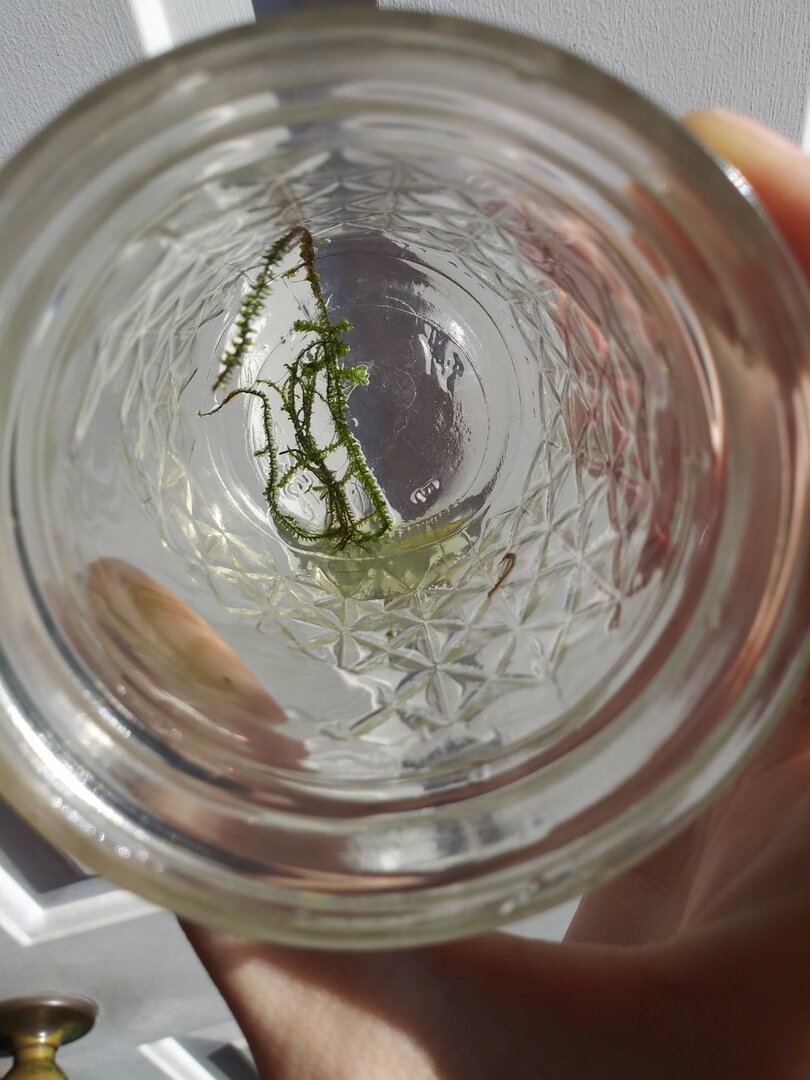 Growing moss in a jar of sparkling water and easy green in a South ...