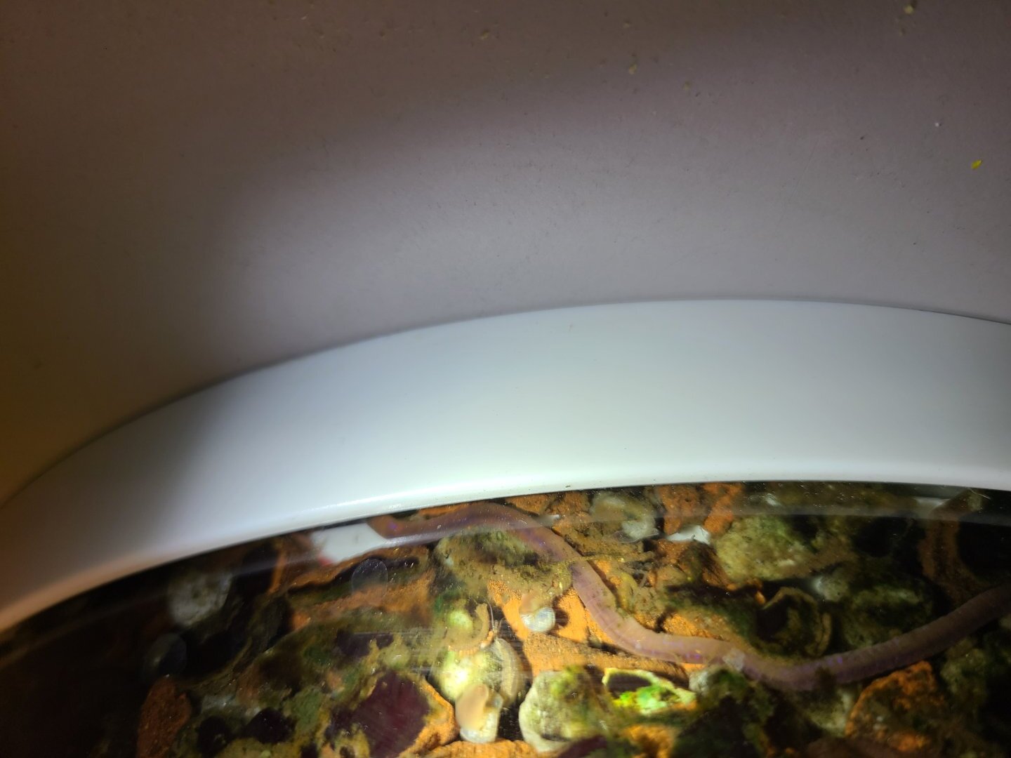 Detritus Eaters - General Chat - Aquarium Co-Op Forum