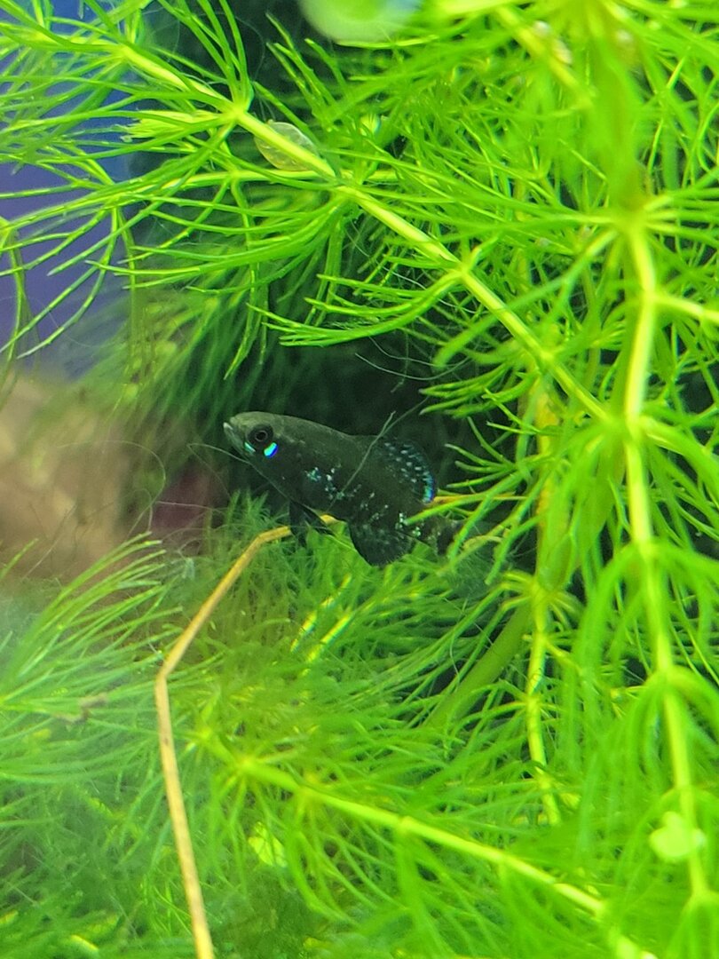 gilberti fry all grown up - Fish Breeding - Aquarium Co-Op Forum