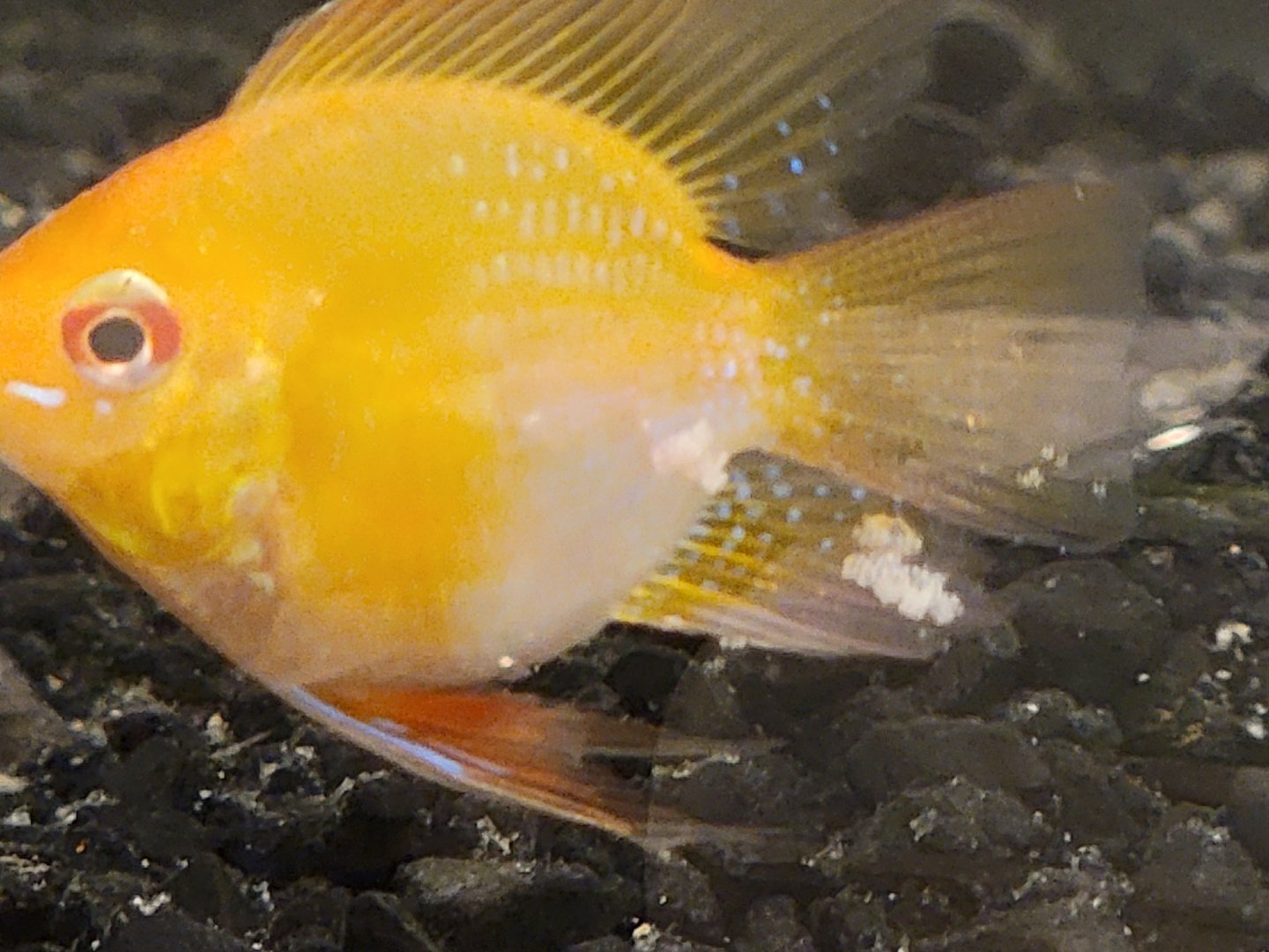 Any suggestions on what this is on my Gold Ram? - Diseases - Aquarium ...