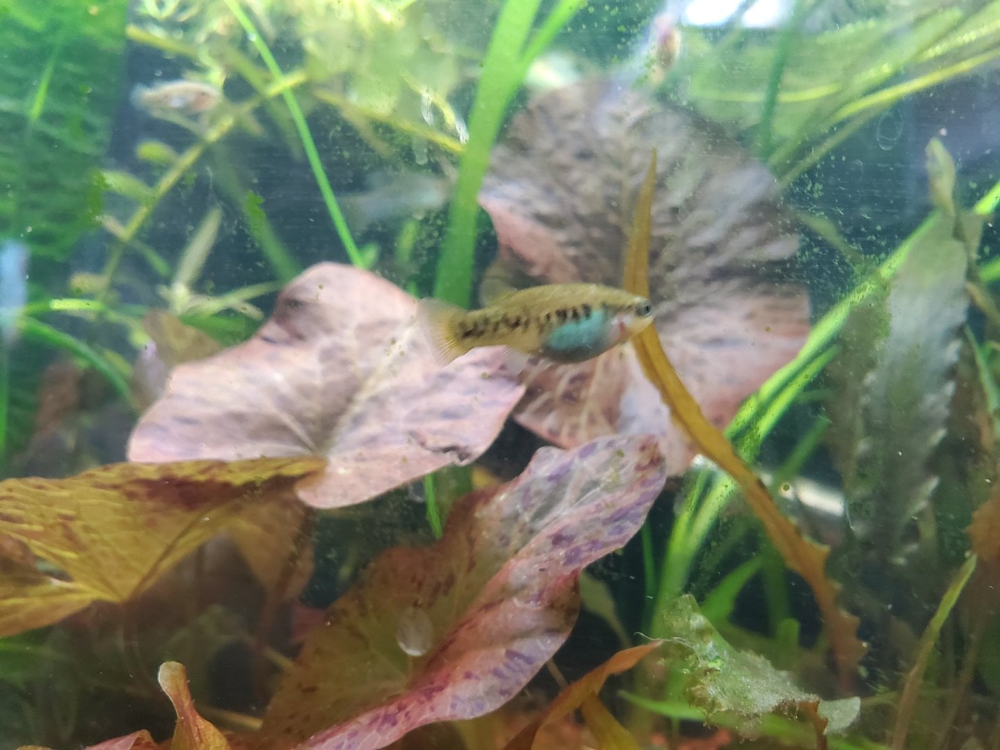 Unexpected (undesired) livebearer cross? - Fish Breeding - Aquarium Co ...