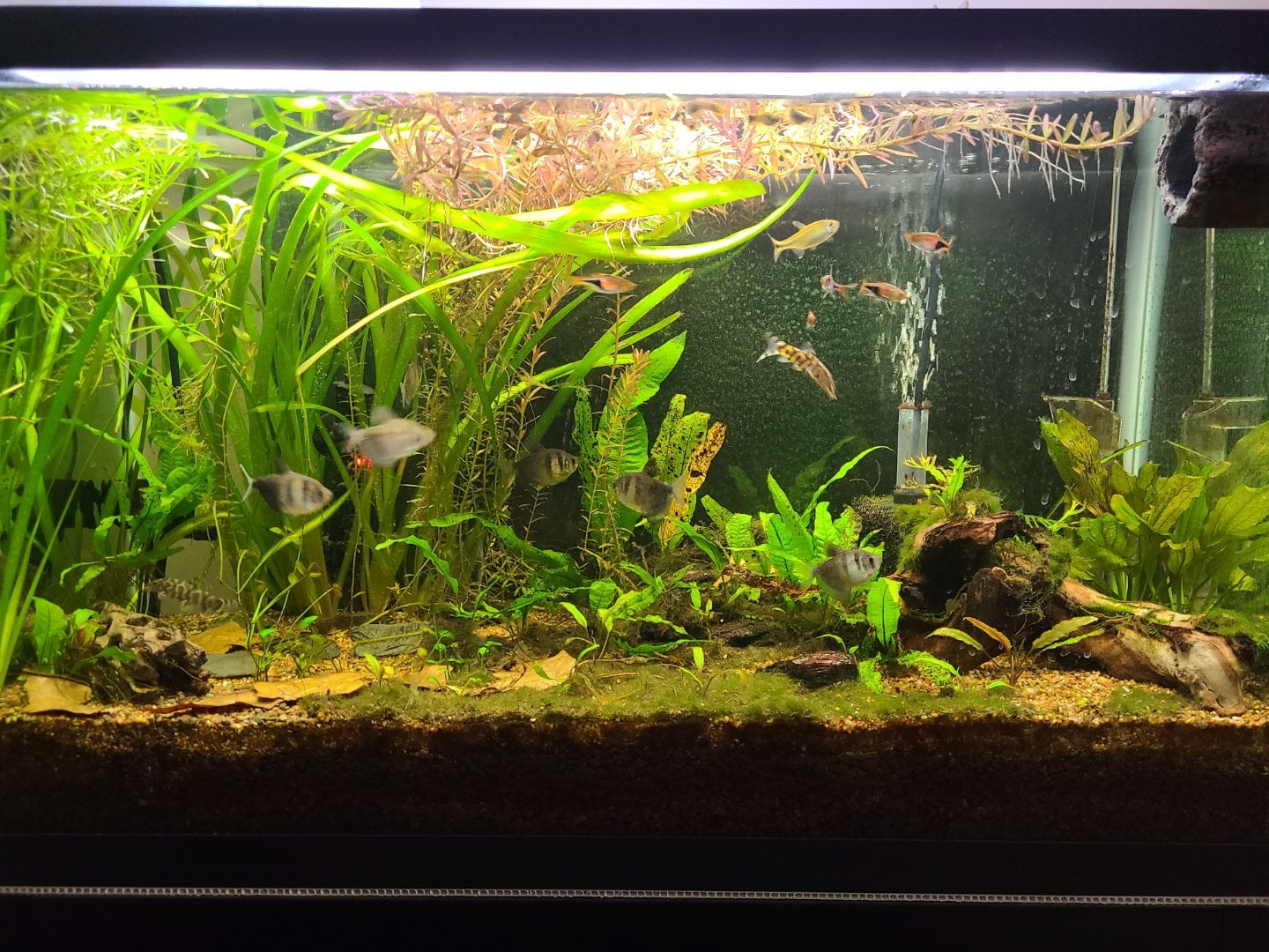 Detritus Eaters - General Chat - Aquarium Co-Op Forum