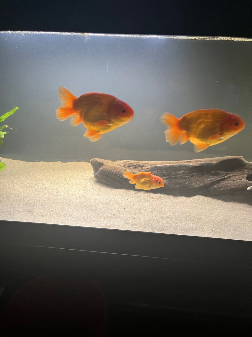 Dealing with goldfish aggression - General Chat - Aquarium Co-Op Forum