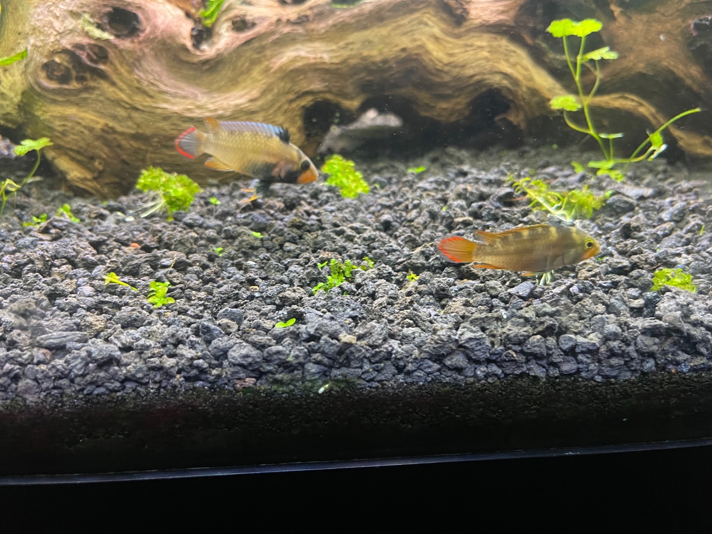 Apisto blue panda question - General Chat - Aquarium Co-Op Forum