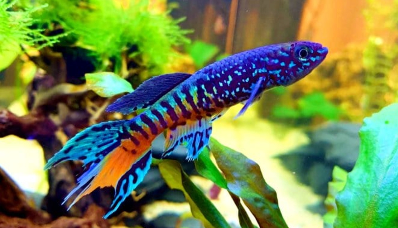 Fish ideas for guppy fry control - General Chat - Aquarium Co-Op Forum