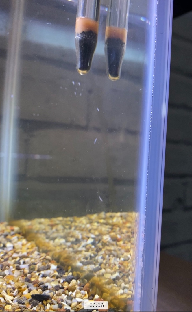 Anyone know what these are? - Diseases - Aquarium Co-Op Forum