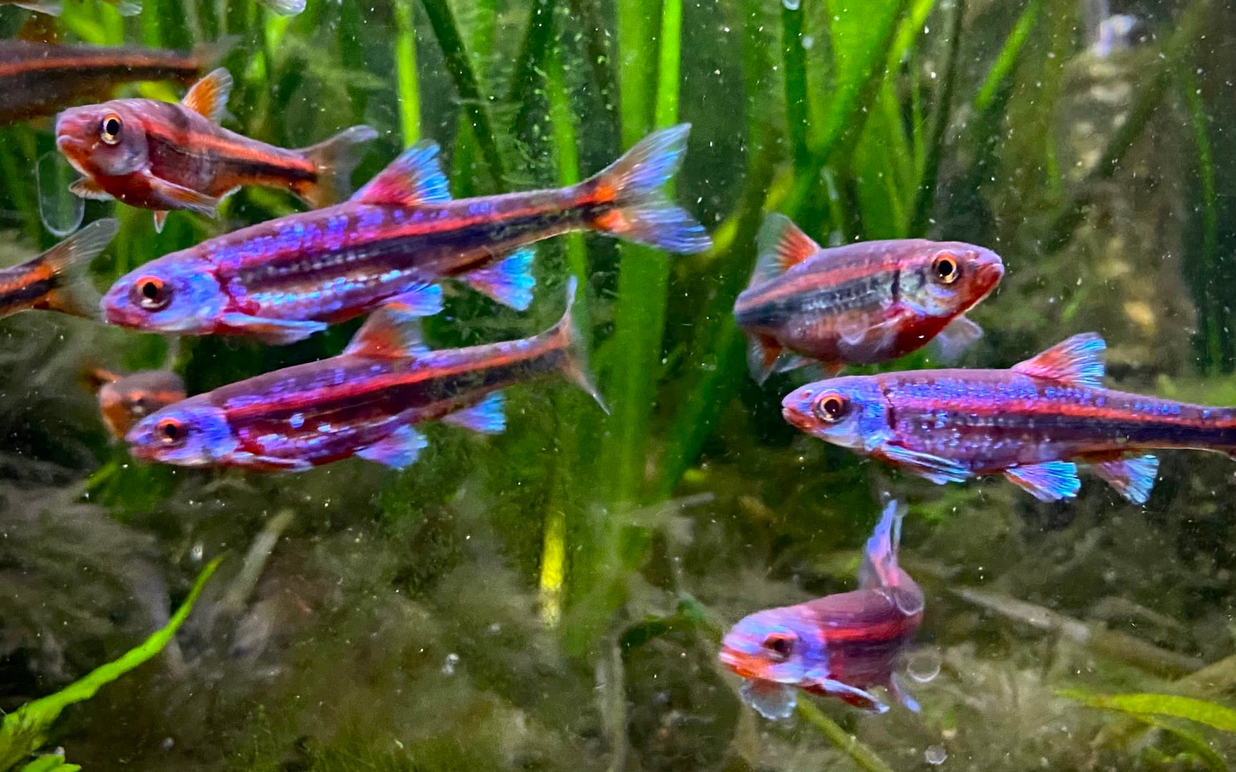 Messy NANF Tank Photos - Photos, Videos & Journals - Aquarium Co-Op Forum