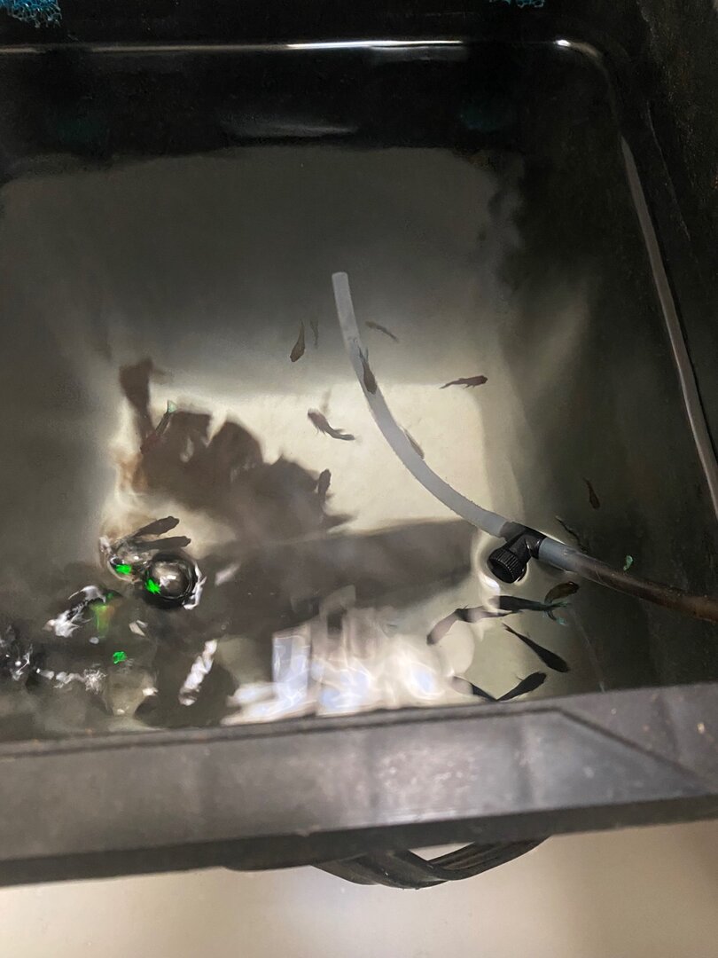 Stunted betta fry - Fish Breeding - Aquarium Co-Op Forum