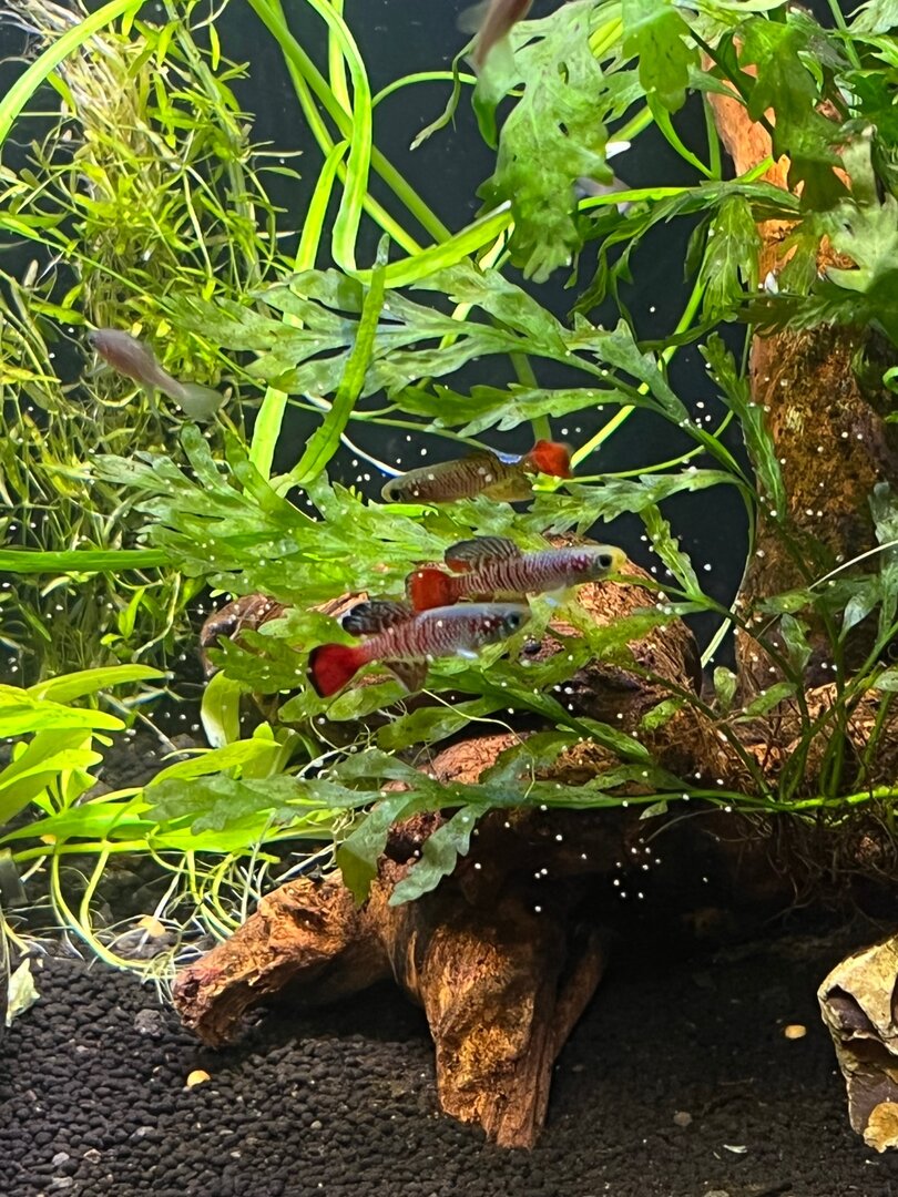 Redtail Notho Killifish - Photos, Videos & Journals - Aquarium Co-Op Forum