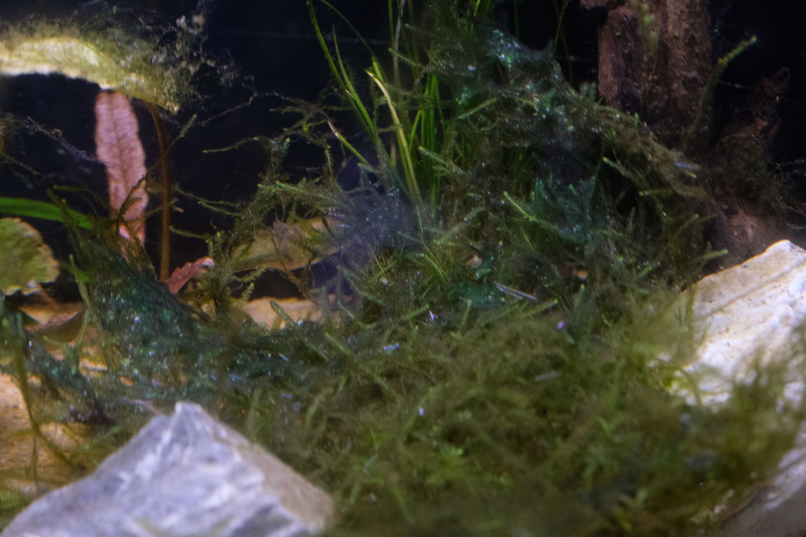 A Pygmy Party! My 10 Gallon Office Tank Journal - Page 4 - Photos ...