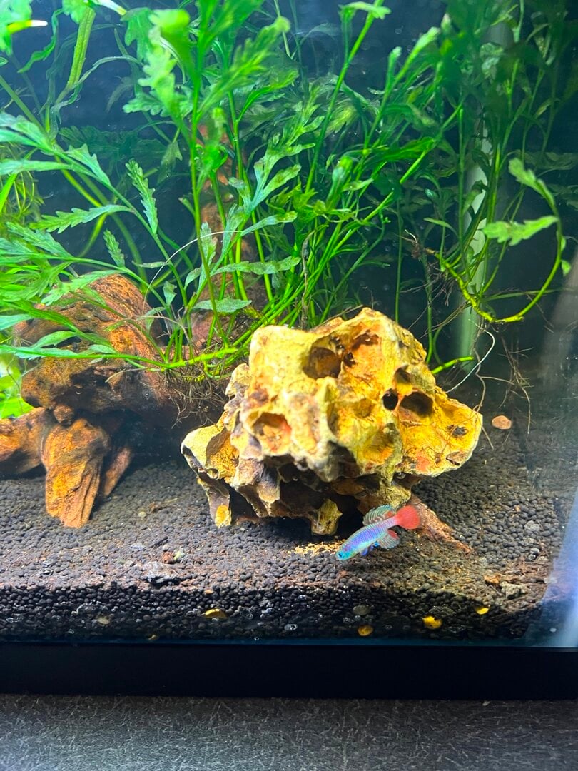 Redtail Notho Killifish - Photos, Videos & Journals - Aquarium Co-Op Forum