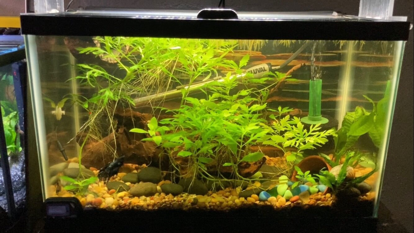 Fluval 3.0 - Not what I expected - Plants, Algae, and Fertilizers ...