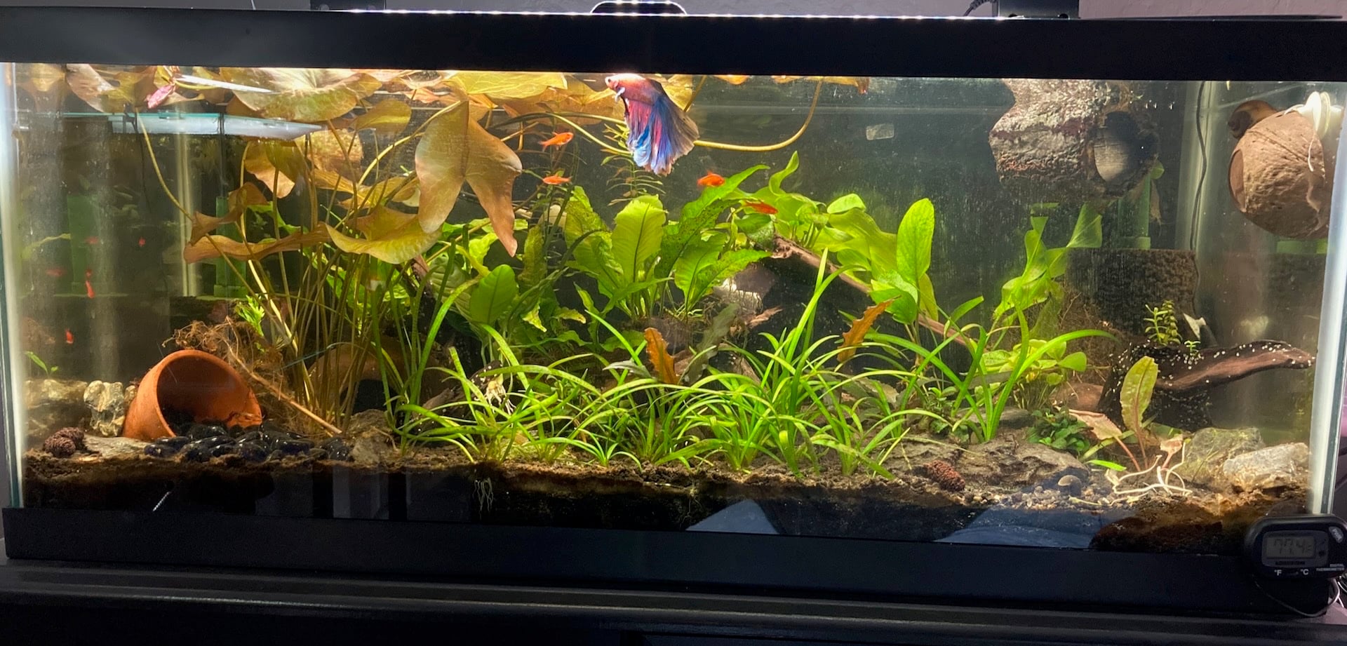 Fluval 3.0 - Not what I expected - Plants, Algae, and Fertilizers ...