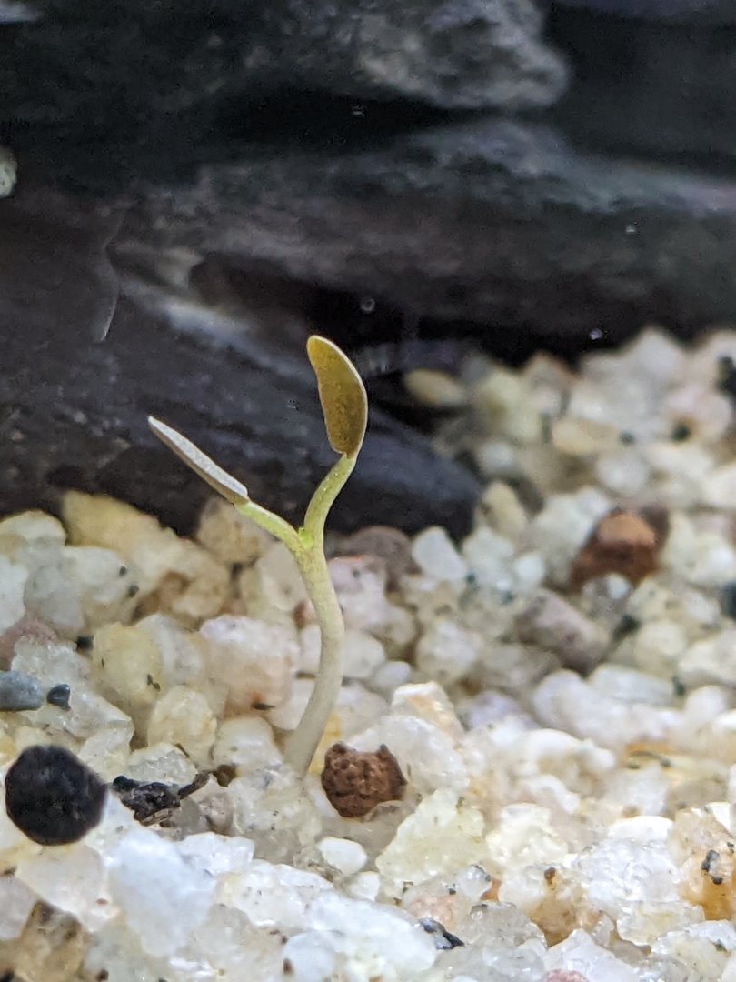 Mystery Sprout - Plants, Algae, and Fertilizers - Aquarium Co-Op Forum