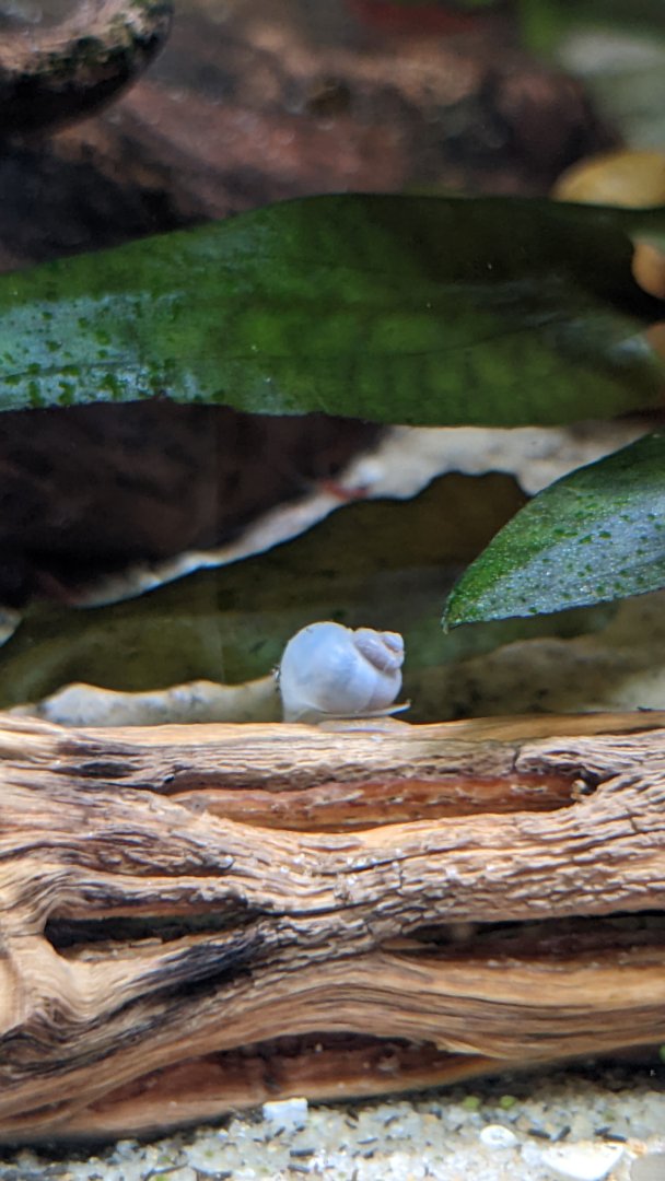 Surprise Blue Mystery Snail Baby - Photos, Videos & Journals - Aquarium ...