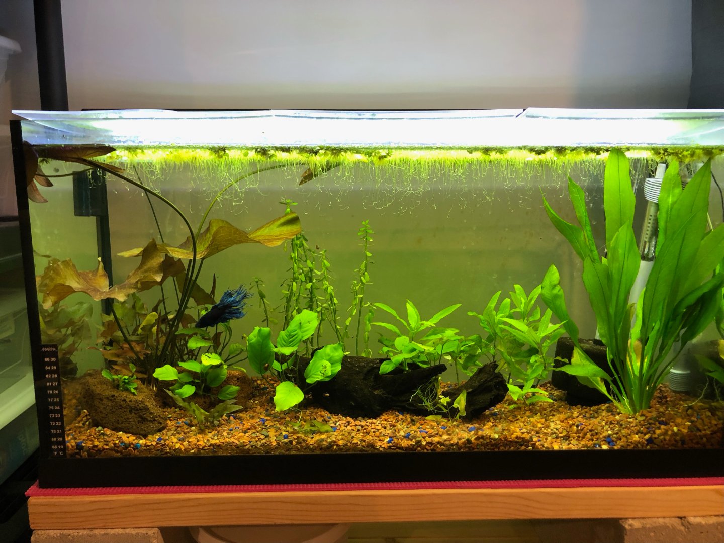 Meet Pig the Super Betta! - General Chat - Aquarium Co-Op Forum