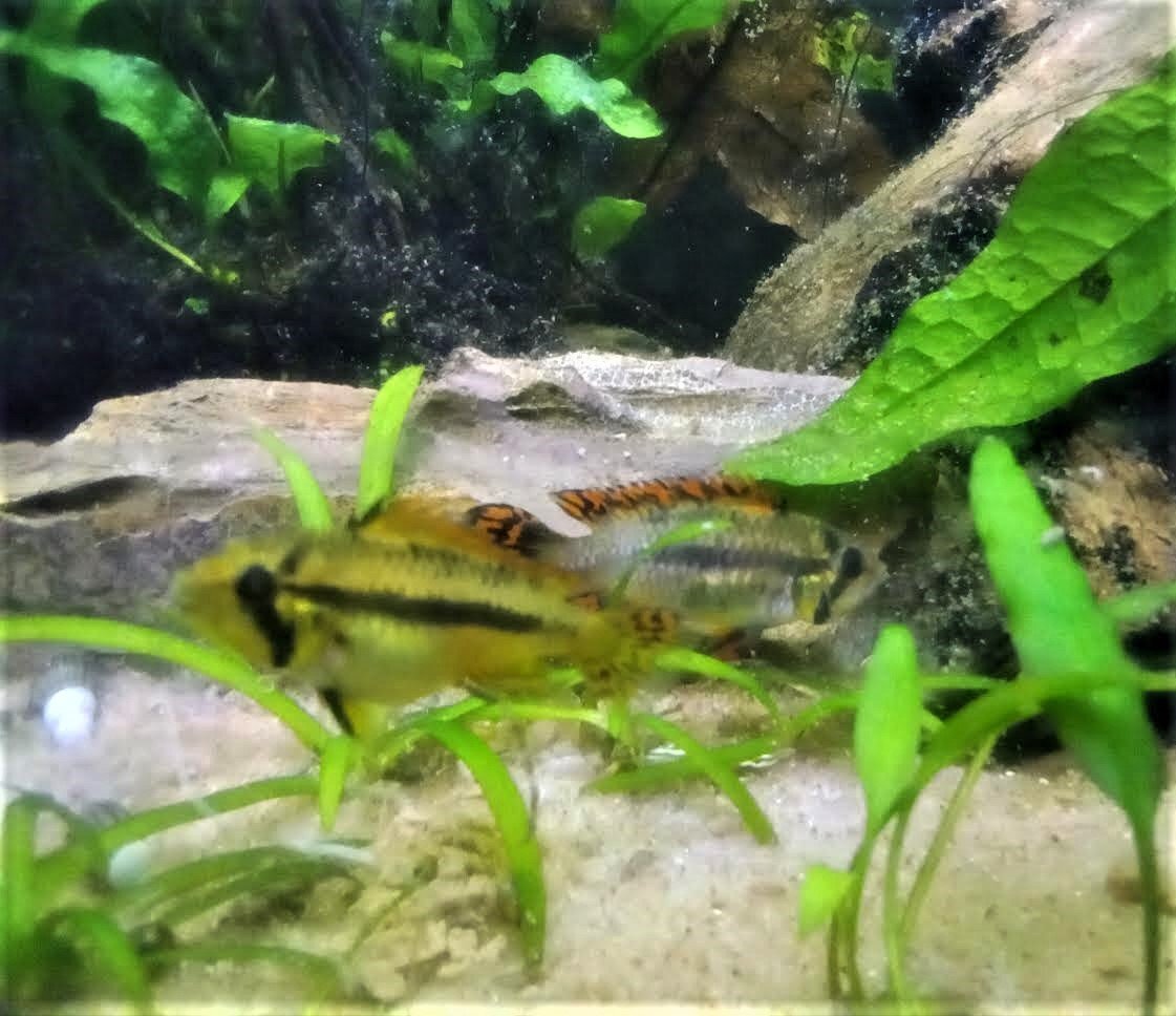New to Apistos. - General Chat - Aquarium Co-Op Forum