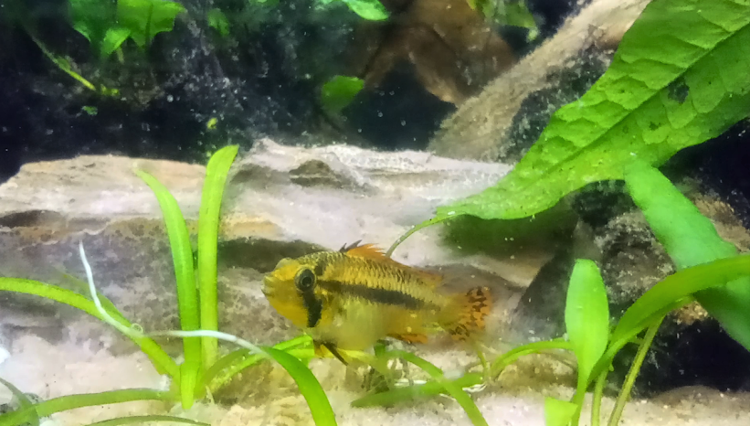 New to Apistos. - General Chat - Aquarium Co-Op Forum
