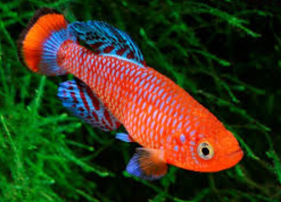 Tiny tanks! - General Chat - Aquarium Co-Op Forum