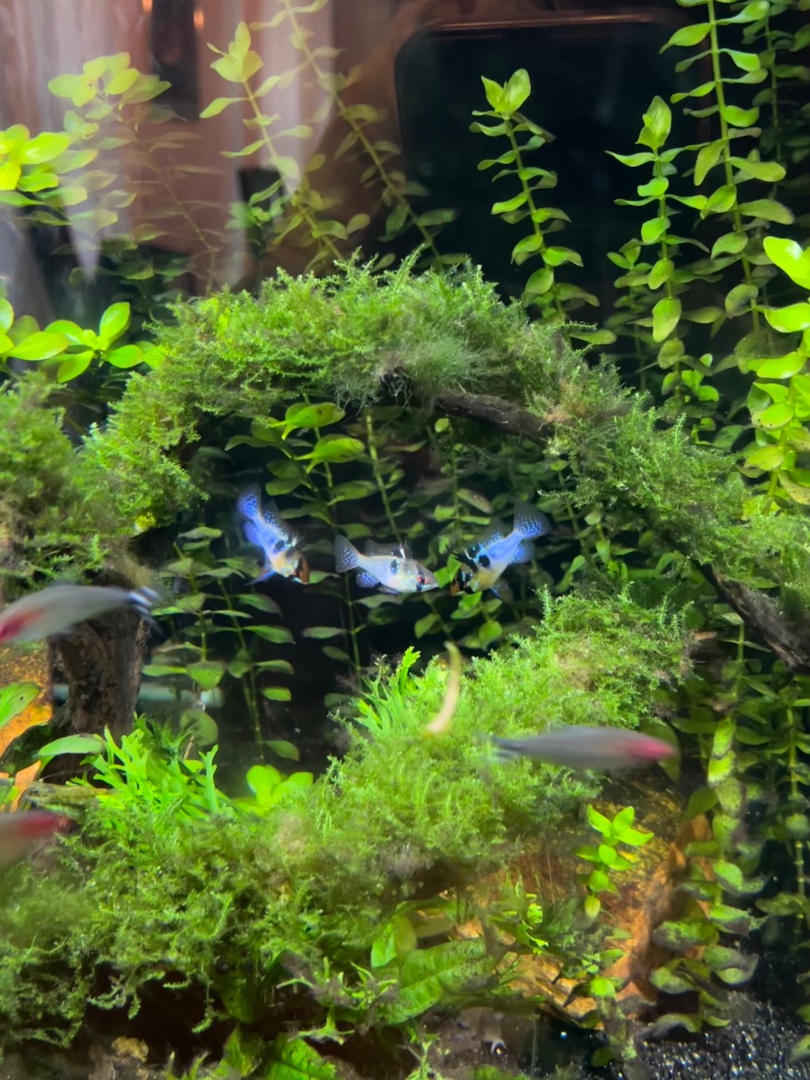 40gal community tank stocking advice? - General Chat - Aquarium Co-Op Forum
